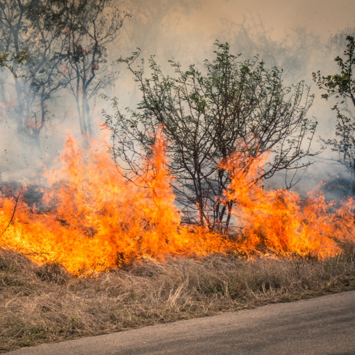 Understanding Wildfires and Their Behavior - TERPconsulting