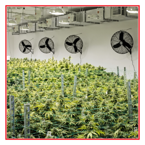 The Buzz About Cannabis Codes - TERPconsulting